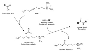 Acid-Amine Coupling using EDCI – Organic Synthesis